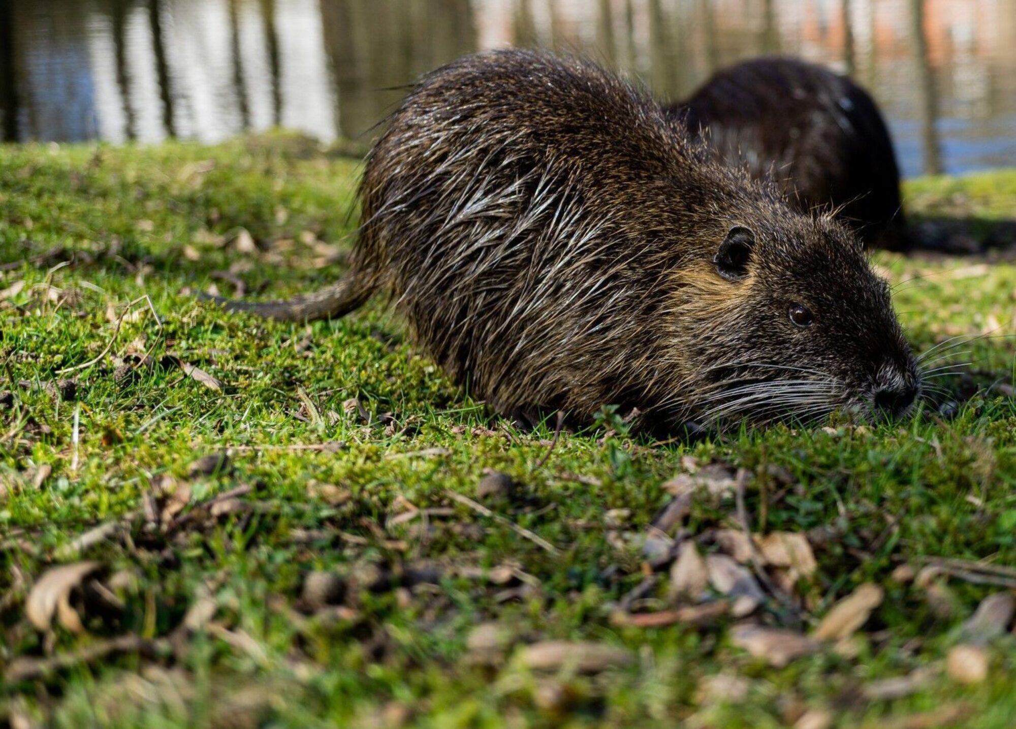 Ragondins - Mairie de Guer (56)